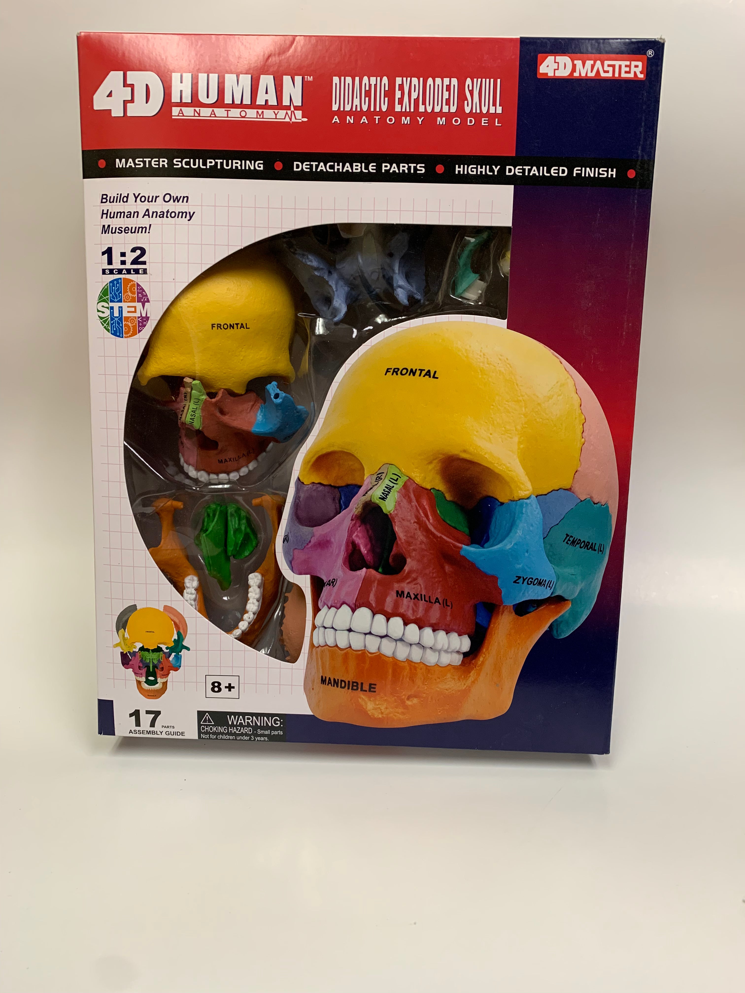 Science Kit-4D Didactic Exploded Skull – Science North
